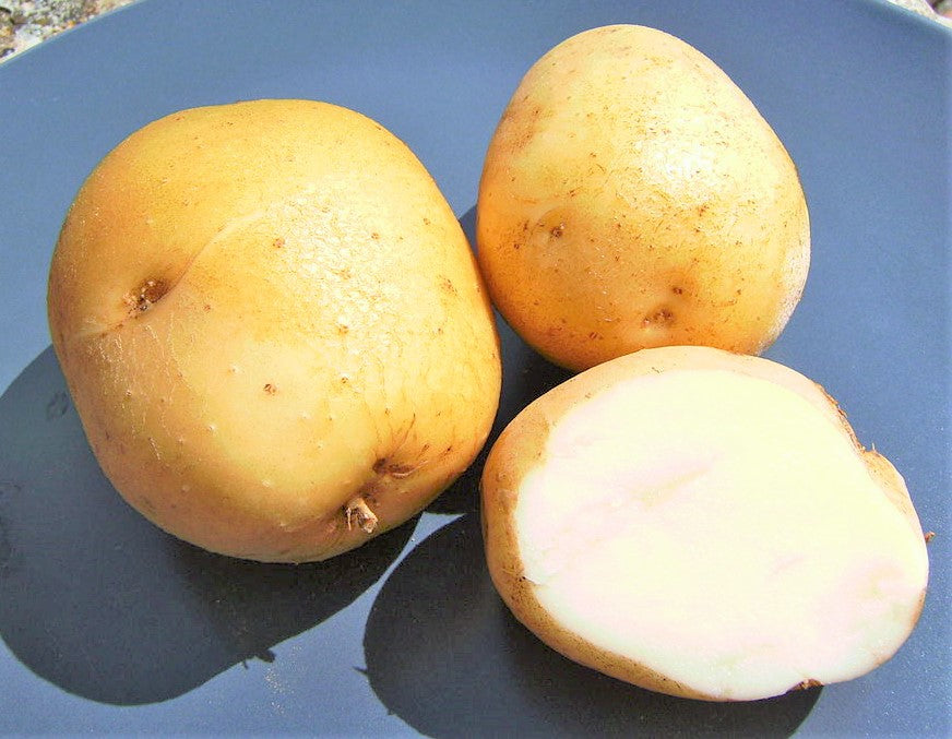 PRE-ORDER NOW! SHIPS APRIL 2026 - Kennebec Seed Potatoes Seeds ...