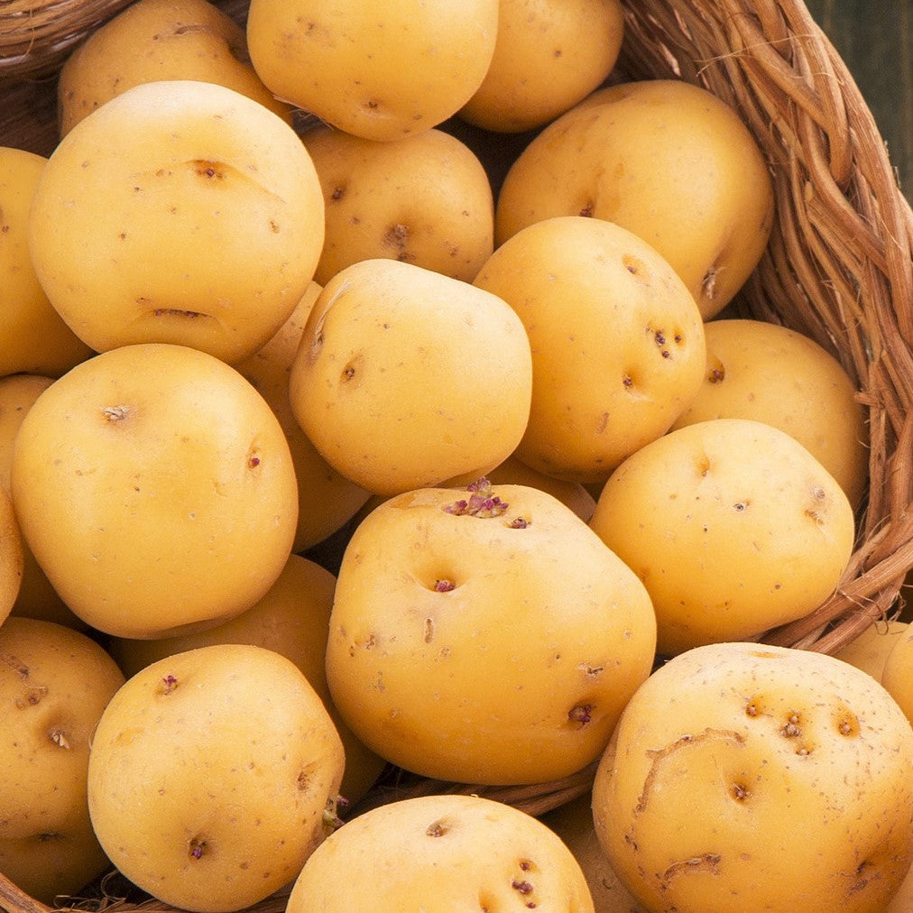 PRE-ORDER NOW! SHIPS APRIL 2026 - Kennebec Seed Potatoes Seeds ...