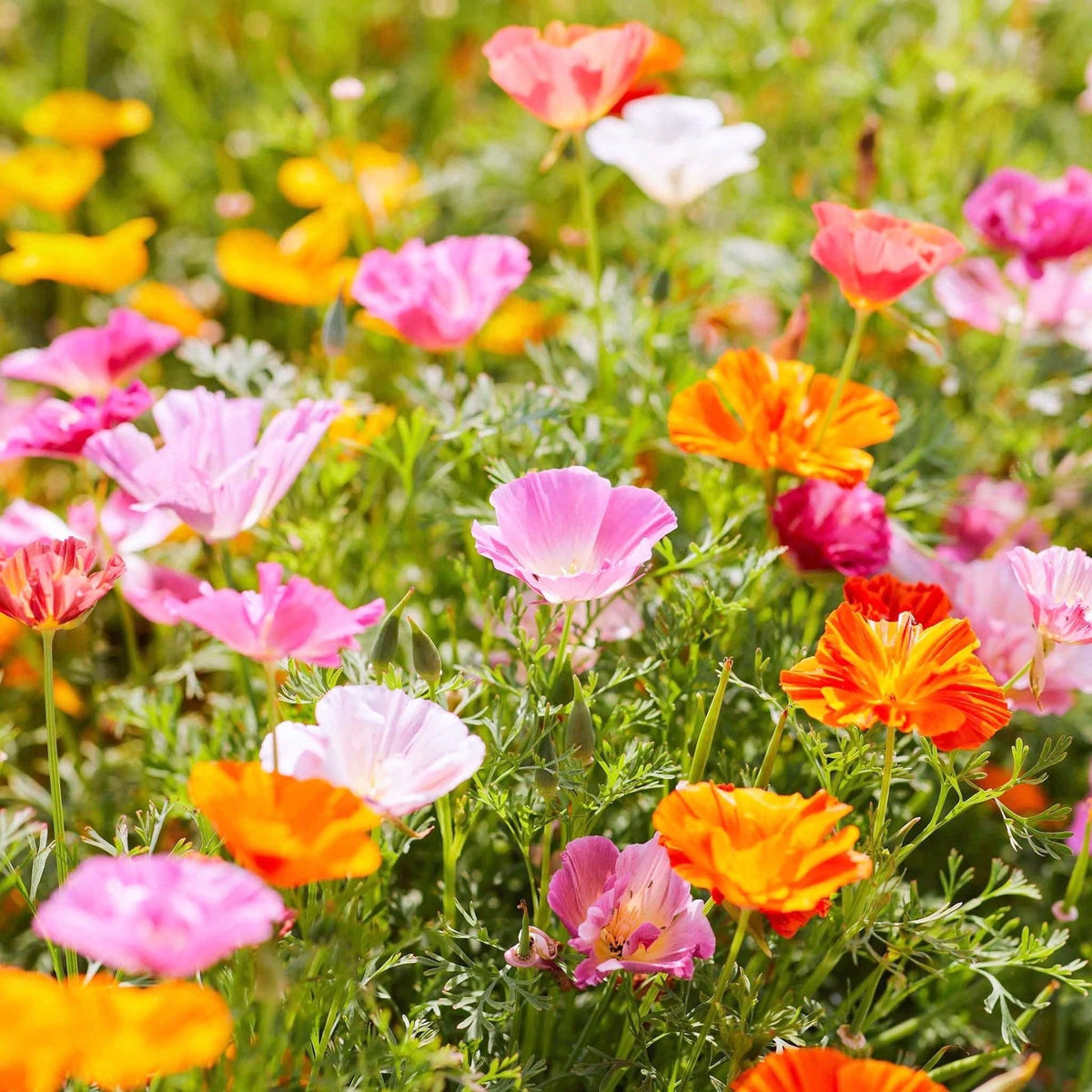 Ballerina Mix California Poppy Seeds - For 2025 Planting Crimped ...