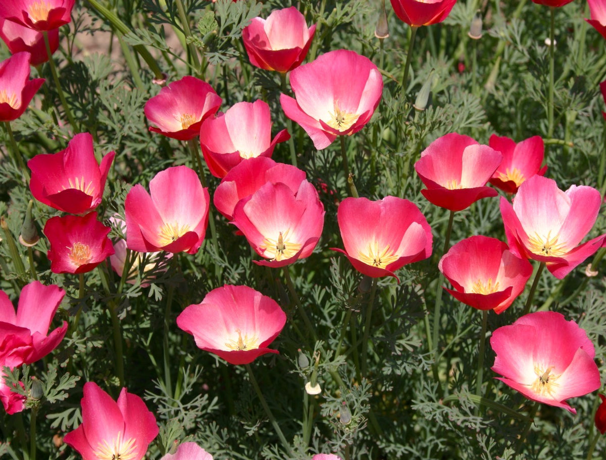 Carmine California Poppy Seeds | Pink Rose Purple Red Poppies Deer ...