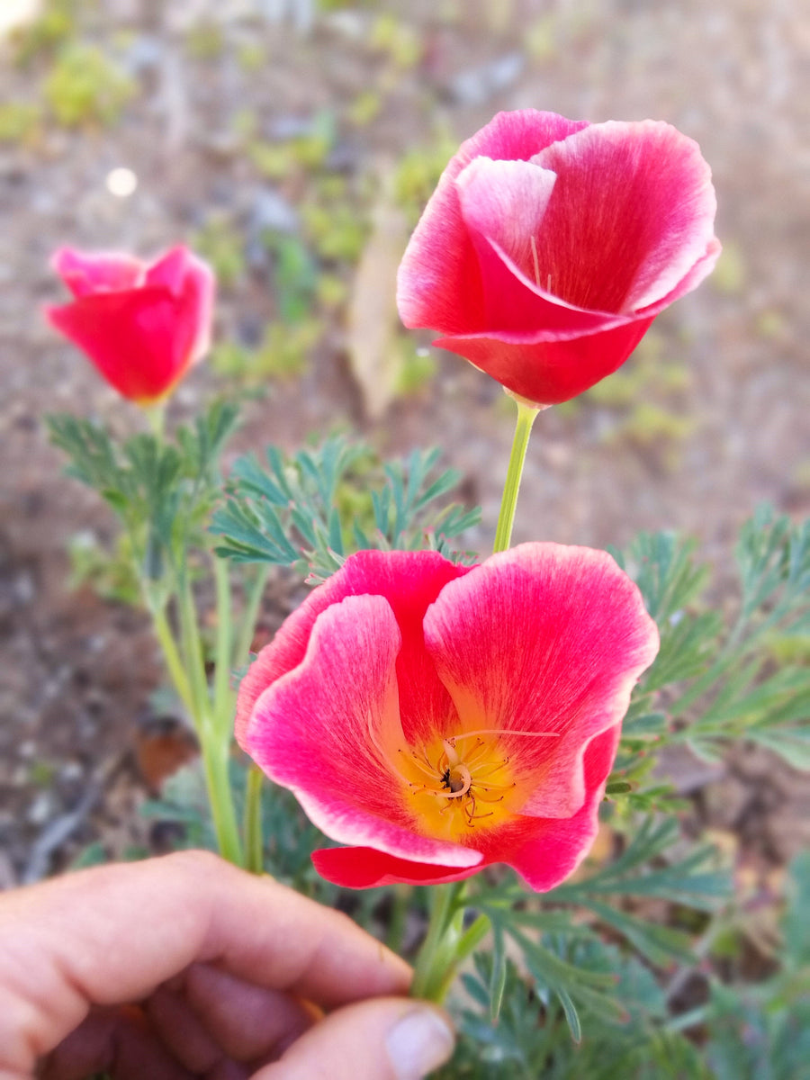 Carmine California Poppy Seeds | Pink Rose Purple Red Poppies Deer ...