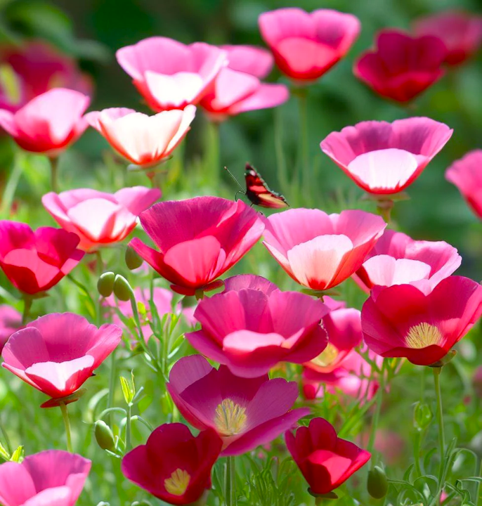 Carmine California Poppy Seeds | Pink Rose Purple Red Poppies Deer ...