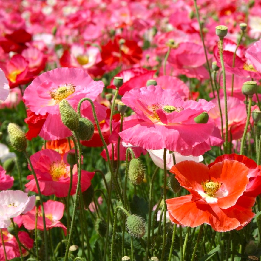 Single Mix Shirley Poppy Seeds | Papaver Rhoeas Paper English Corn ...