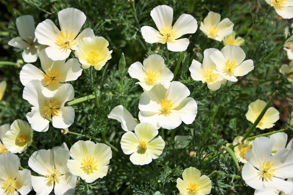 White Linen Poppy Seeds | White California Poppies Ivory Snow Moonglow ...