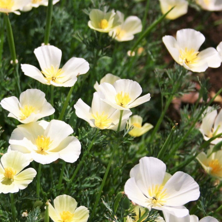 White Linen Poppy Seeds | White California Poppies Ivory Snow Moonglow ...