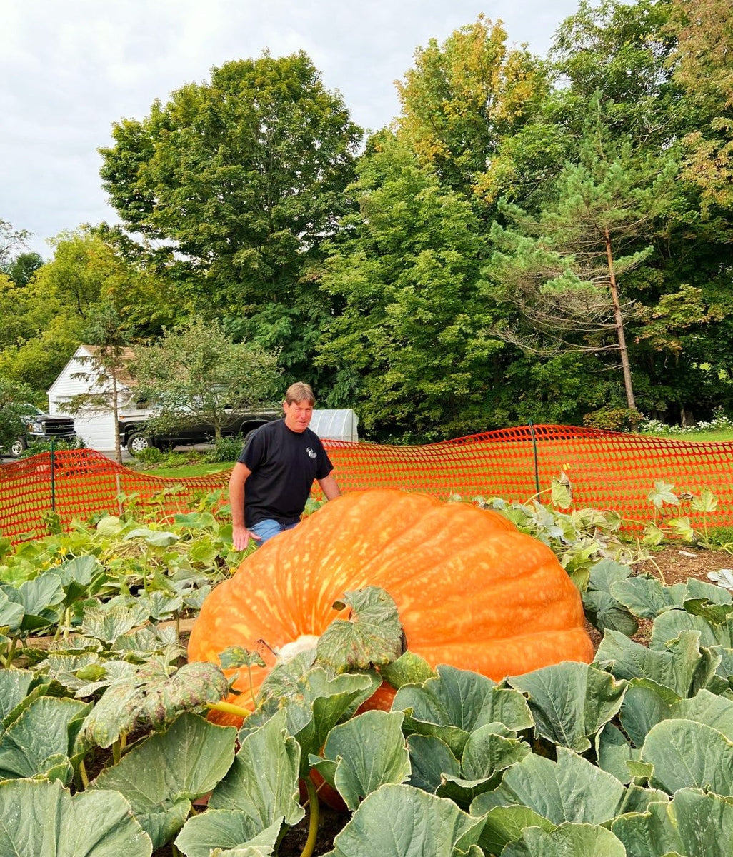 Dill's Atlantic Giant Pumpkin Seeds - For 2025 Planting Heirloom ...
