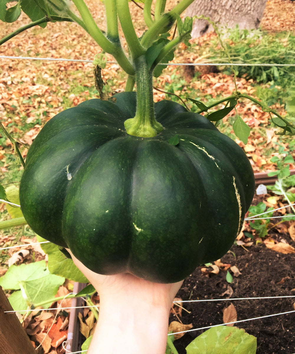 Fairytale Pumpkin (Musqee de Provence) Seeds | French Cinderella ...