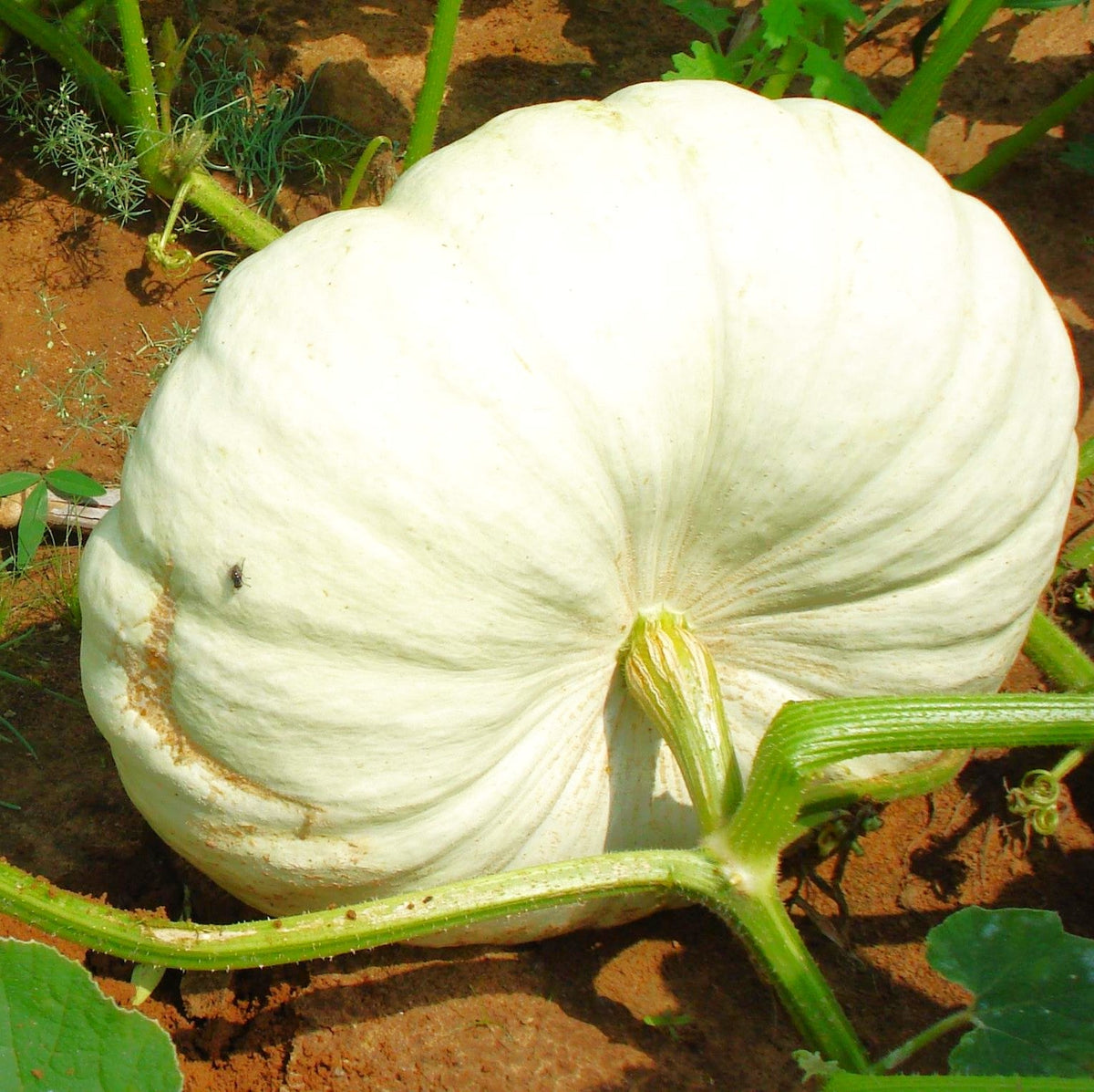 Flat White Boer Pumpkin Seeds - For 2025 Planting Stackable Cinderella ...