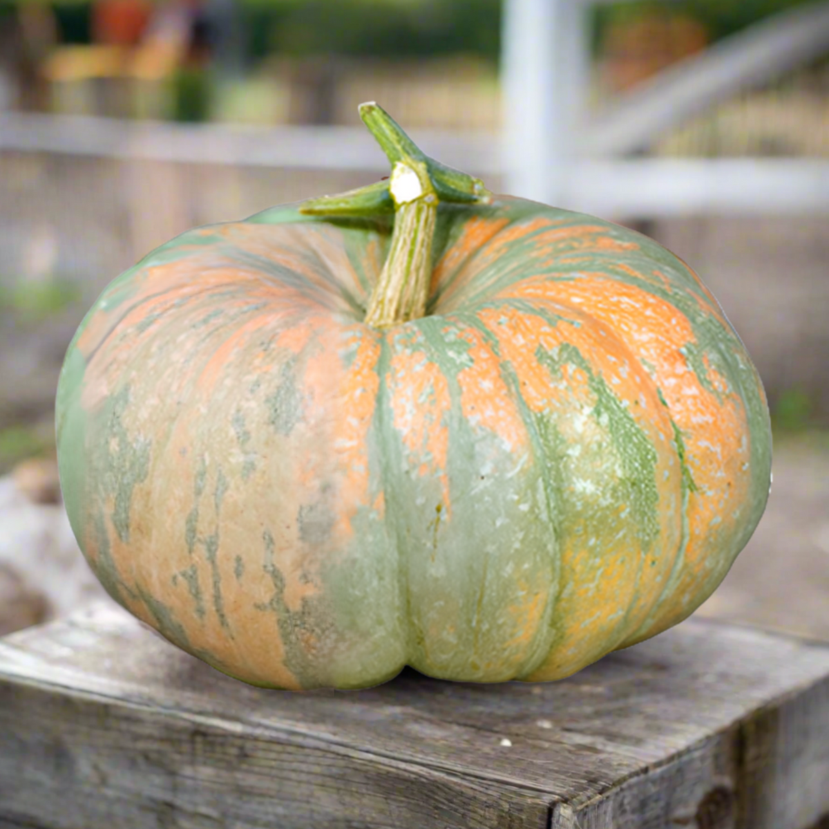 Iran Pumpkin Seeds | Persian Middle Eastern Squash Big Orange Green ...