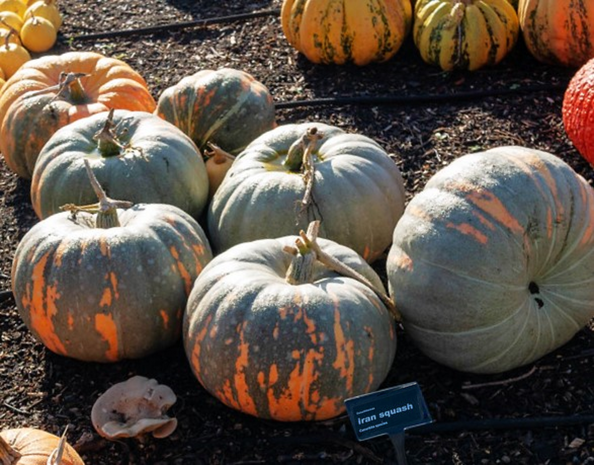 Iran Pumpkin Seeds | Persian Middle Eastern Squash Big Orange Green ...