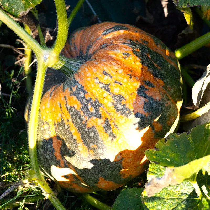 Iran Pumpkin (Persian Pumpkin) Seeds - For 2025 Planting Persian ...