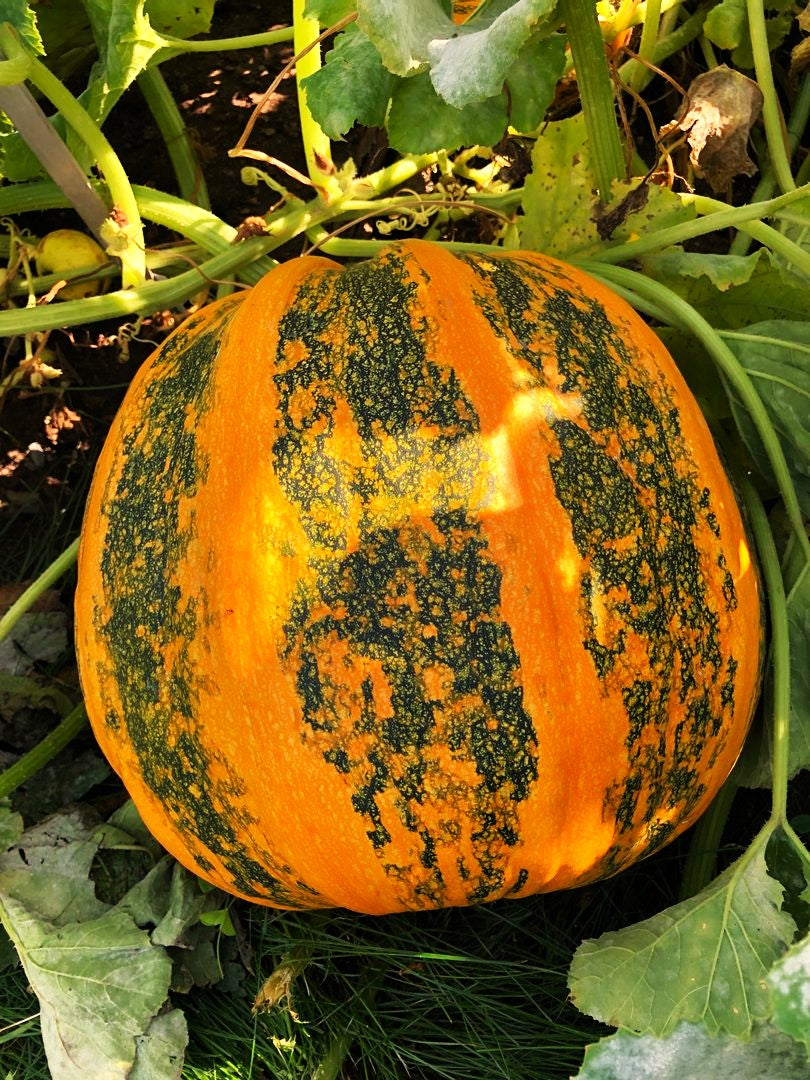 Kakai Pumpkin Seeds | Hulless Naked Seed Dark Green Orange Black Stripe Oilseed Styrian Pumpkins ...