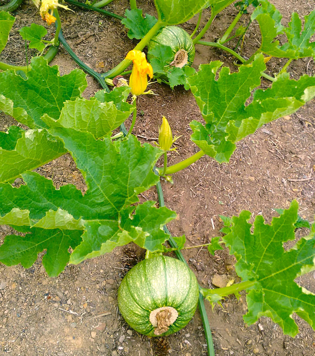 Winter Luxury Pie Pumpkin Seeds | Gourmet Golden Fine Small White Net ...