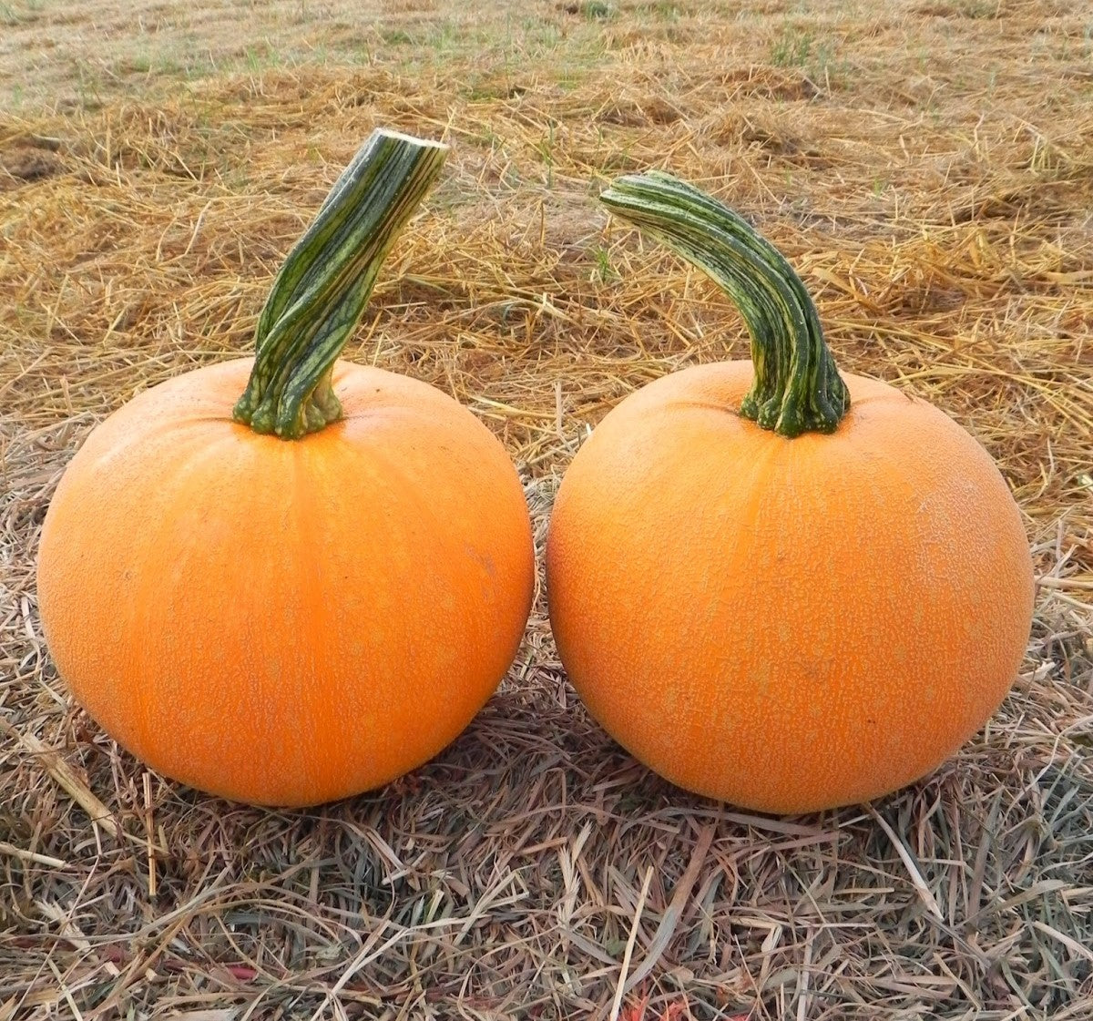 Winter Luxury Pie Pumpkin Seeds | Gourmet Golden Fine Small White Net ...