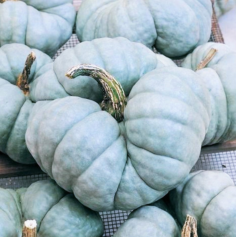 Triamble Blue Pumpkin Seeds | Shamrock Winter Squash Australian Tri ...