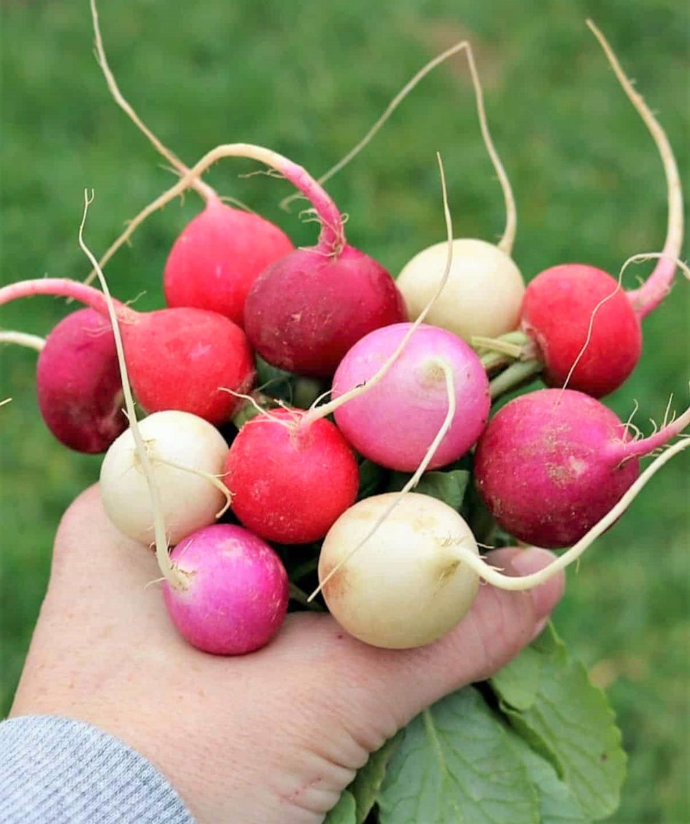 Easter Egg Mix Radish Seeds | Colorful Bunching Pink Purple White ...