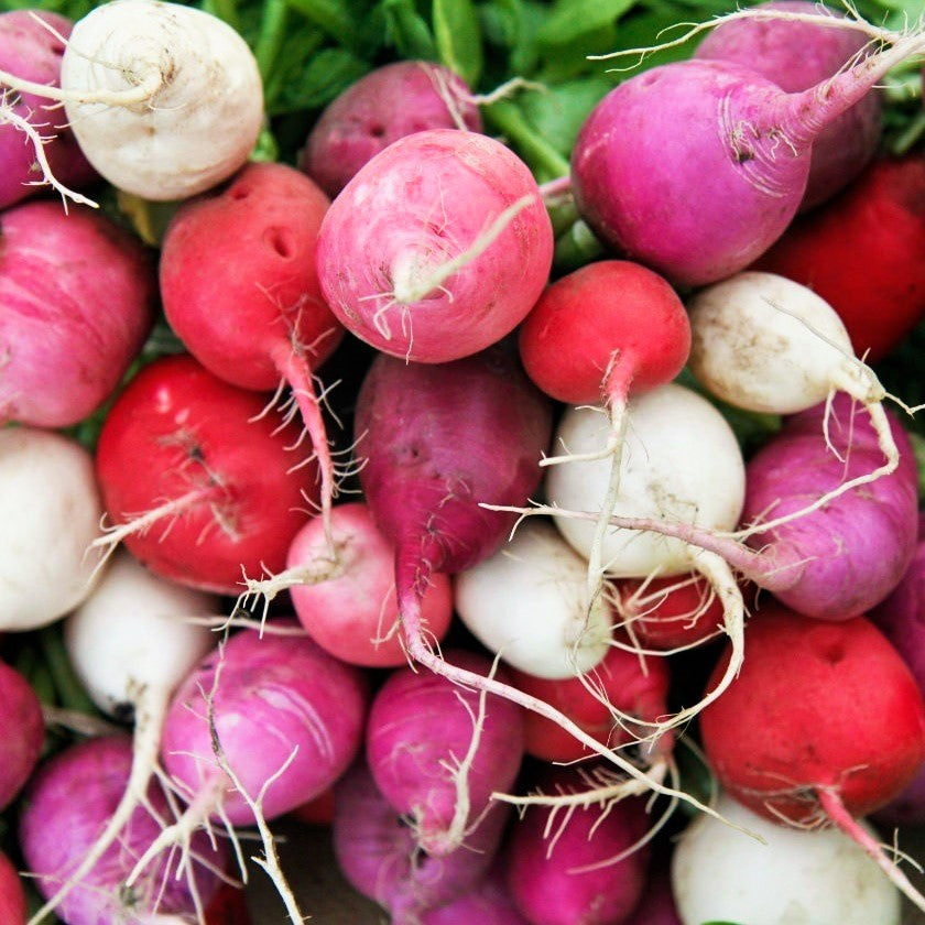Easter Egg Mix Radish Seeds | Colorful Bunching Pink Purple White ...