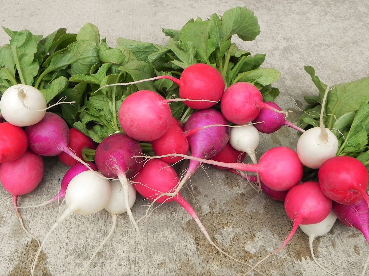 Easter Egg Mix Radish Seeds | Colorful Bunching Pink Purple White ...