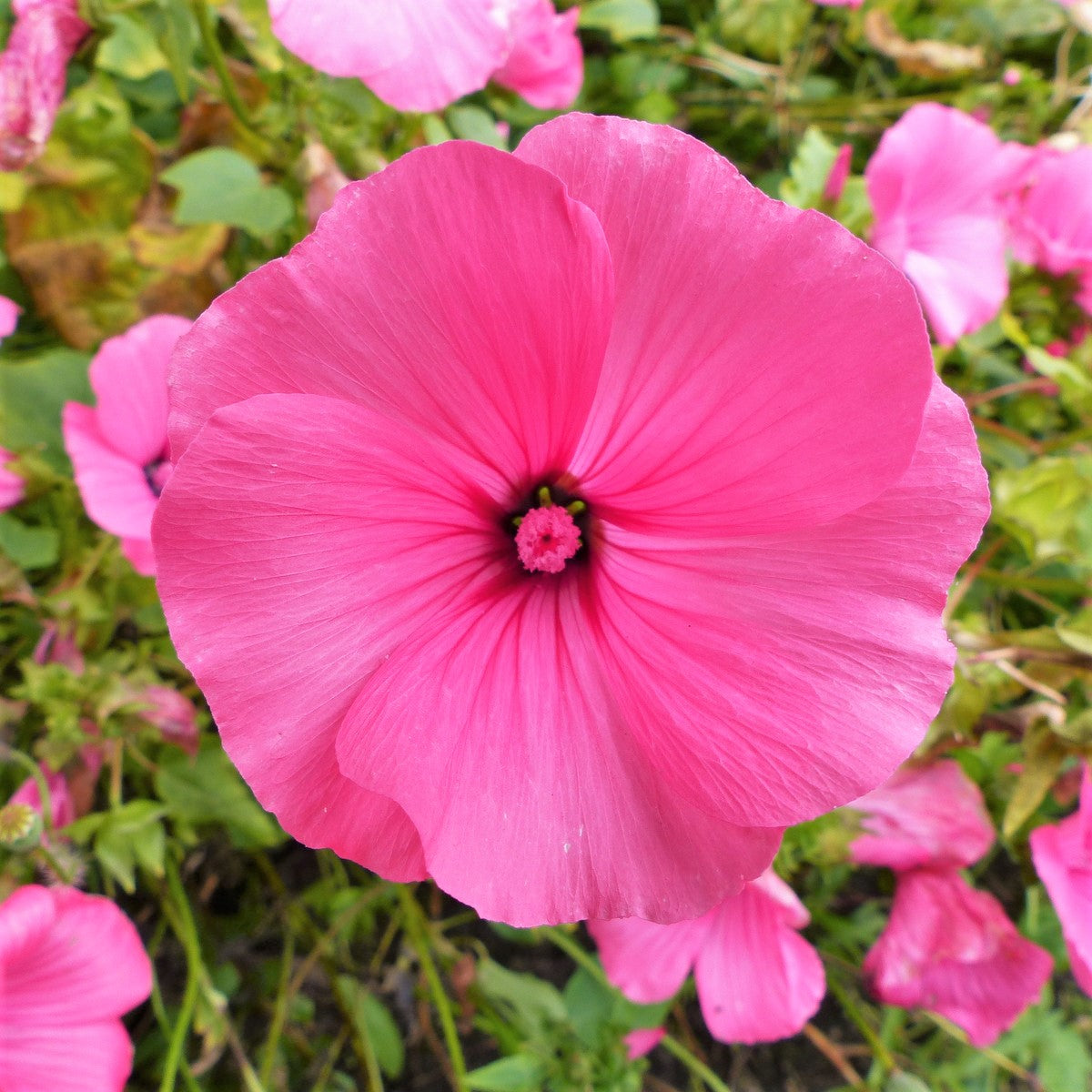 Pink Rose Mallow Seeds | Malva Trimestris Annual Hibiscus Common Tree ...