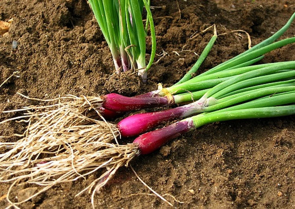 Red Beard Spring Onion Seeds | Purple Scallion Splitting Chinese Garlic ...