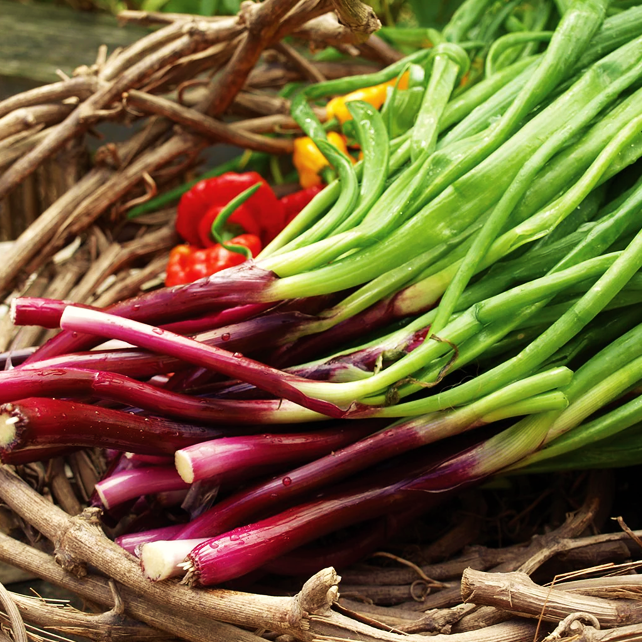 Red Beard Spring Onion Seeds - For 2025 Planting Purple Scallion ...