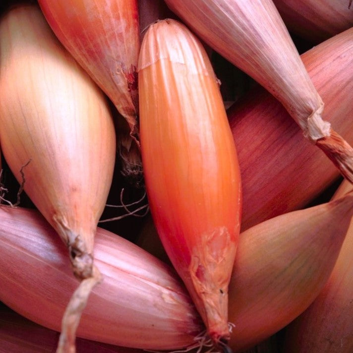 Zebrune Shallot Seeds | Heirloom Gourmet French Pink Banana Semi-Long ...