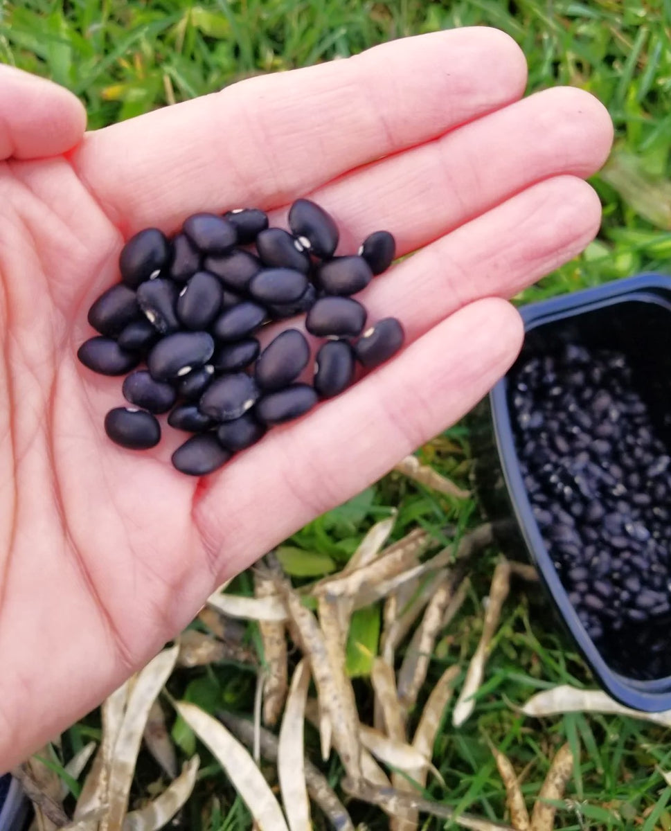 Black Bean Seeds | For Planting Black Turtle Beans Frijoles Chiapas ...