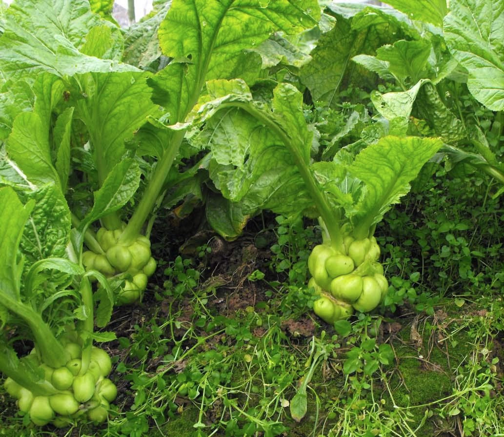 Chinese Stem Mustard Tuber Seeds - For 2025 Planting Tsa Tsai Swollen ...