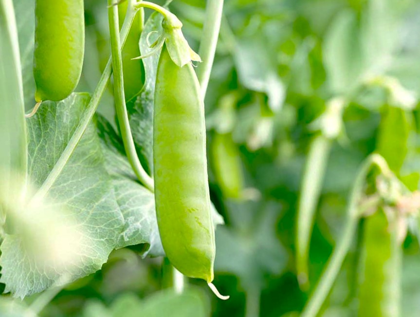 Patio Pride Snap Pea Seeds | AAS Winner Container Small Garden Bush ...