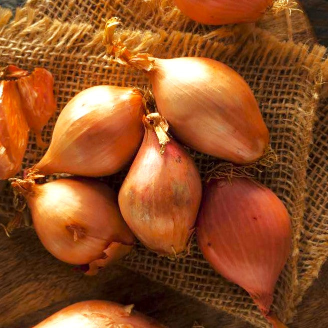 Nero Shallot Sets (Bulbs) | Hybrid F1 Round Traditional Echalote Onion ...
