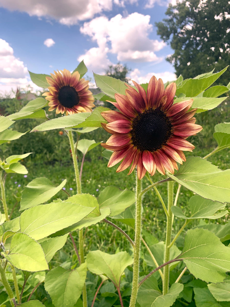 ProCut Plum F1 Sunflower Seeds | Pink Sunflowers Pollenless Purple Red ...