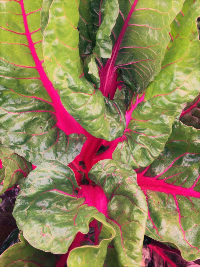 Pink Lipstick Swiss Chard | Silverbeet Spinach Beet Kale Collards ...
