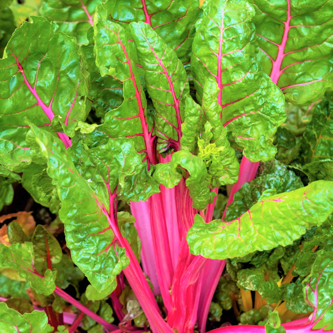 Pink Lipstick Swiss Chard | Silverbeet Spinach Beet Kale Collards ...