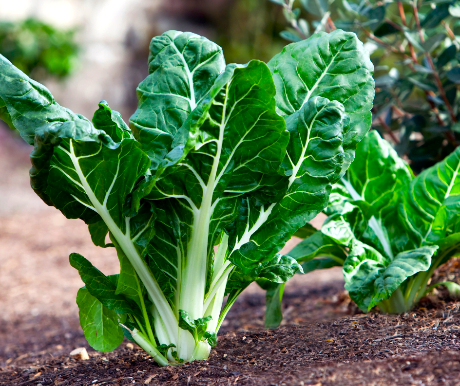 Large White Ribbed Swiss Chard Seeds | Silverbeet Spinach Beet Kale ...