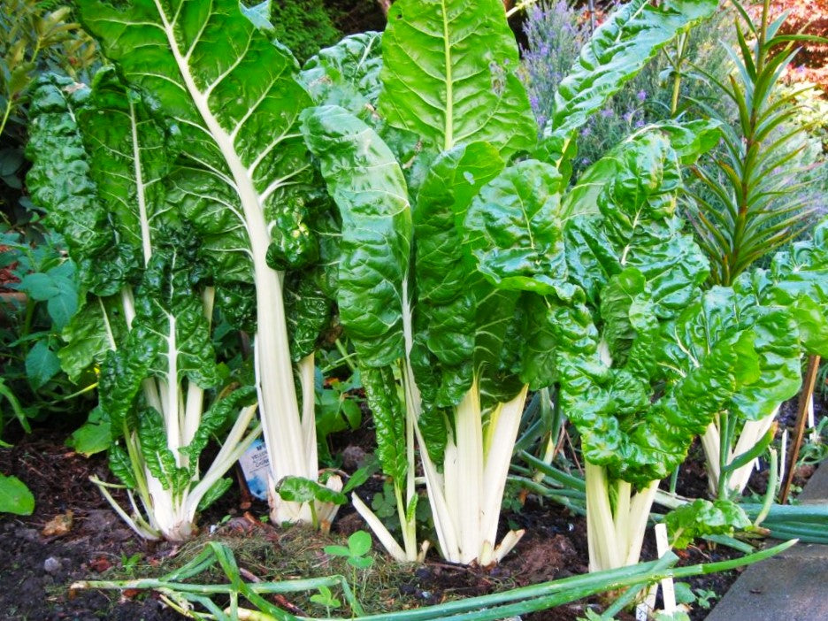 Large White Ribbed Swiss Chard Seeds - For 2025 Planting Silverbeet ...