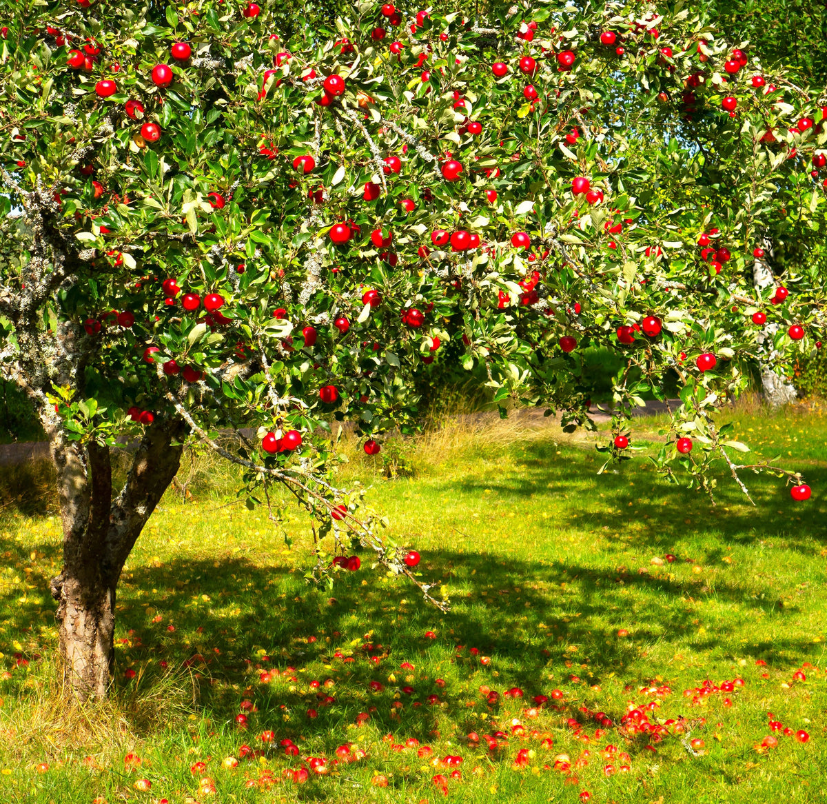 Red Delicious Apple Tree Seeds - For 2025 Planting Malus Pumis Common ...