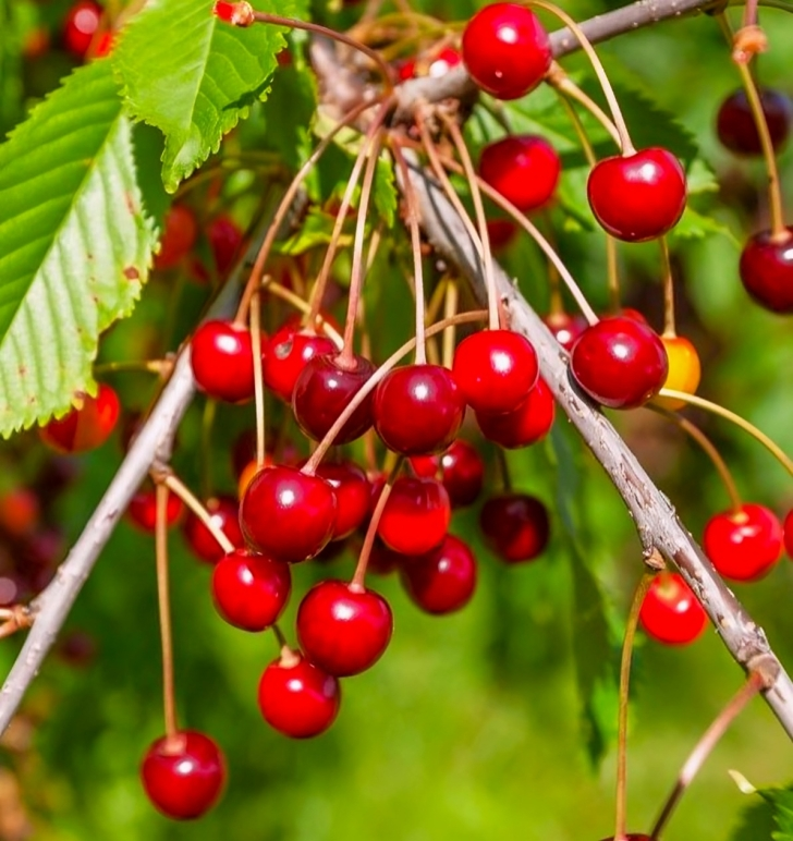 Cherry Trees For Edible Fruit Wild Cherry: Foraging For Culinary And