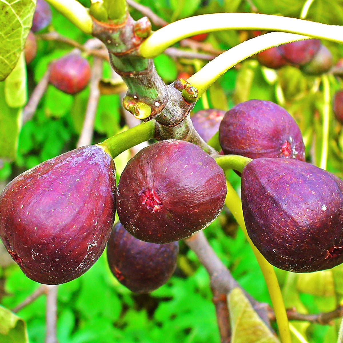 Fig Tree Seeds - For 2026 Planting Common Figs Ficus Carica Sweet ...