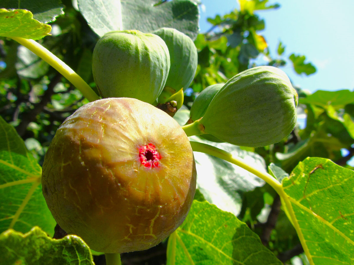 Fig Tree Seeds - For 2026 Planting Common Figs Ficus Carica Sweet ...