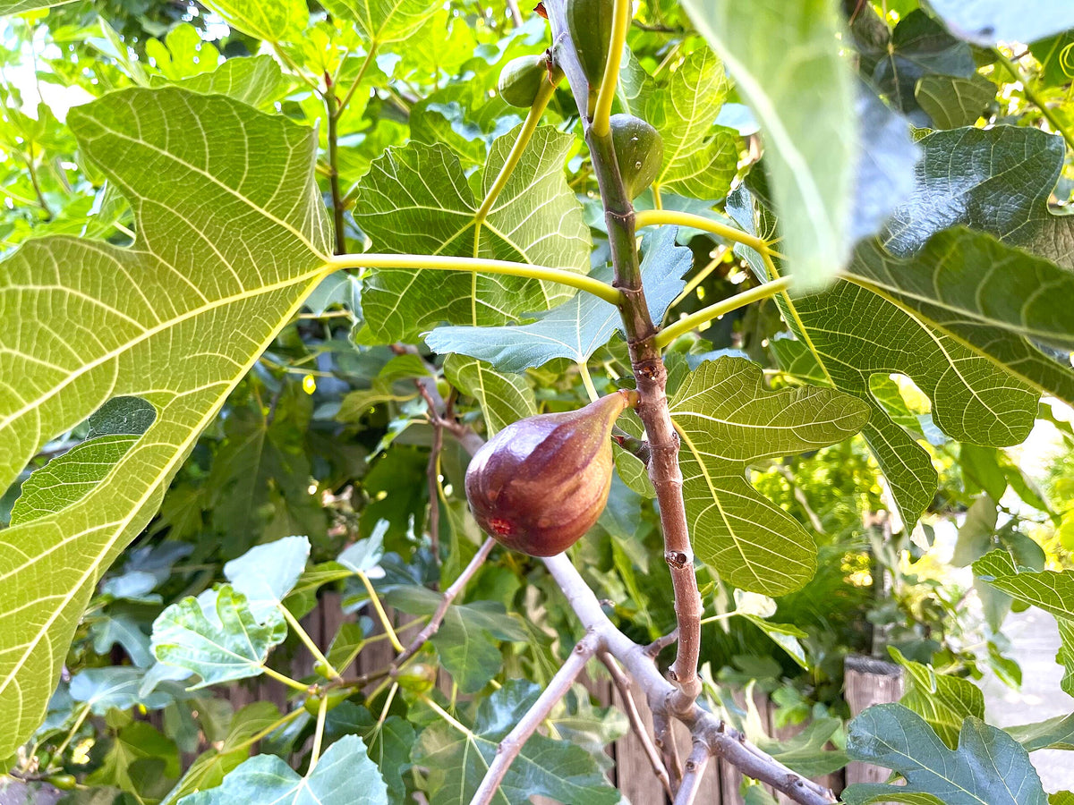 Fig Tree Seeds - For 2026 Planting Common Figs Ficus Carica Sweet ...