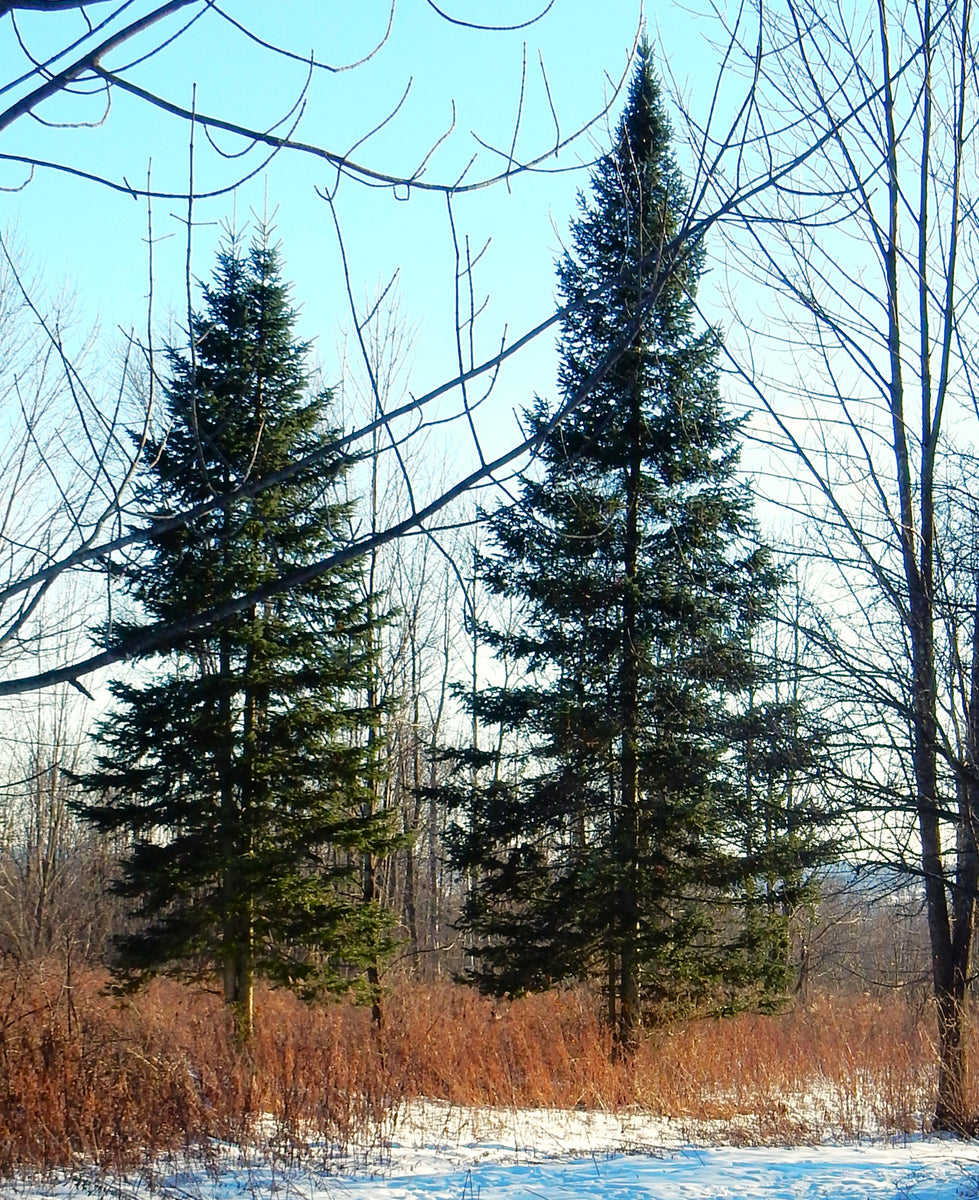 Balsam Fir Tree Seeds - For 2025 Planting Abies Balsamea Lake States ...