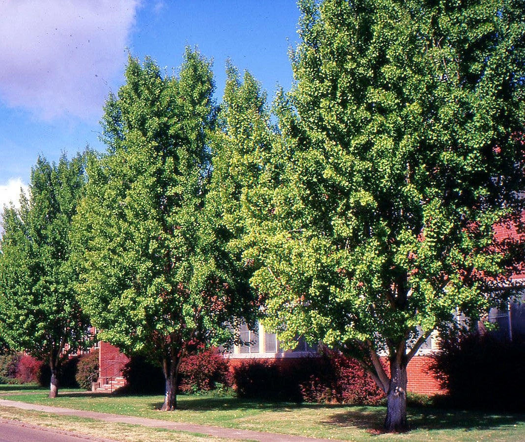 Ginkgo Biloba Tree Seeds | Maidenhair Tree Fossil Silver Apricot Ginkyo ...