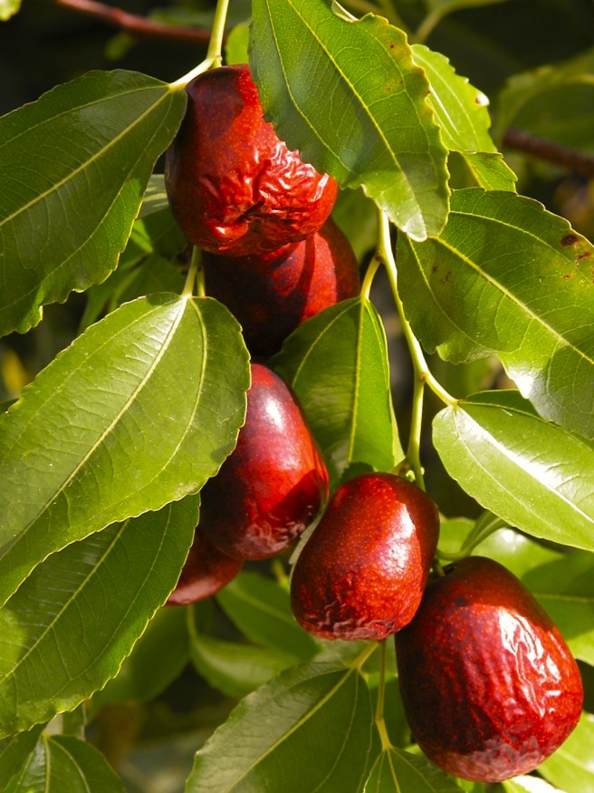 Jujube Tree (Chinese Red Date) Seeds - For 2025 Planting Ziziphus ...