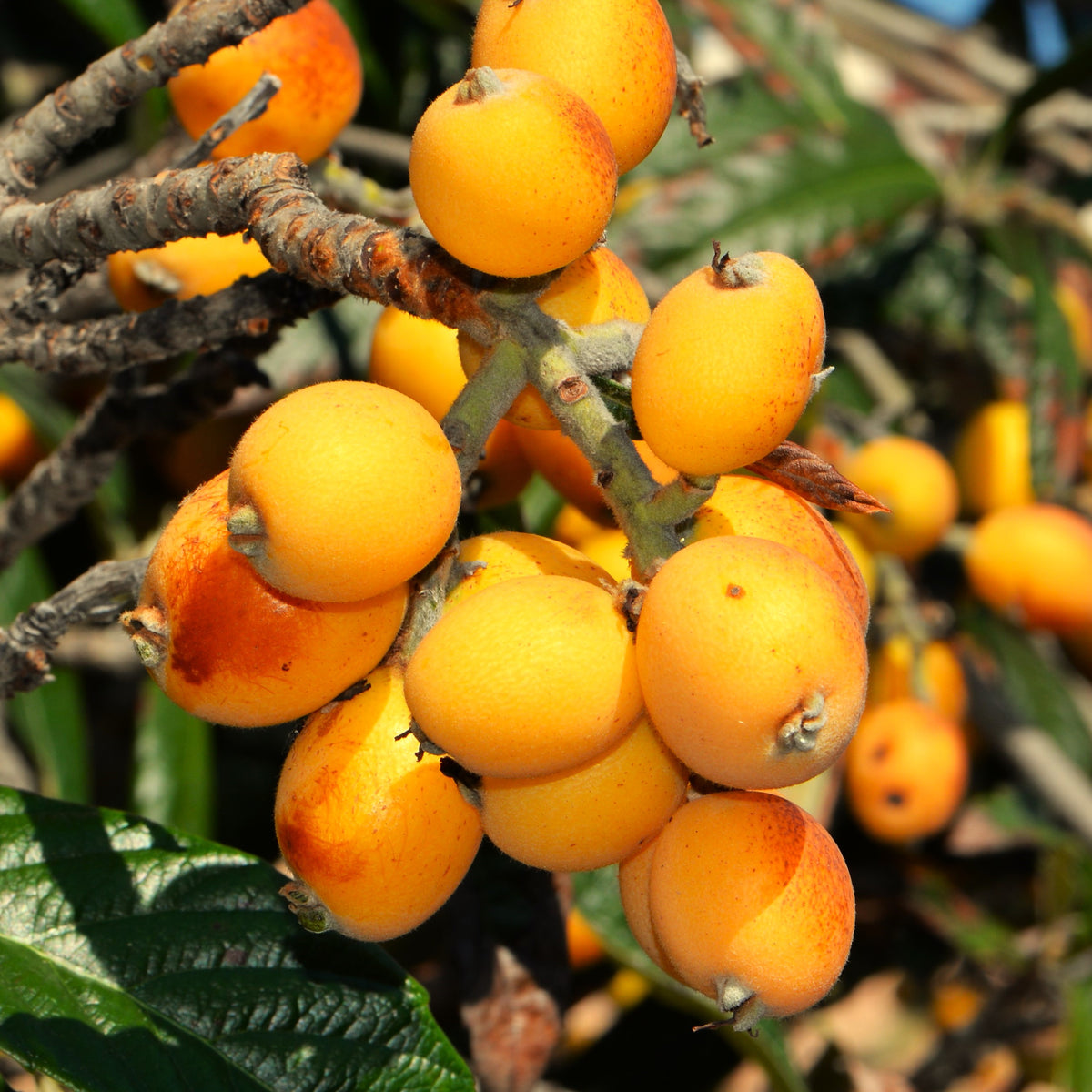 Loquat Tree Seeds | Eriobotrya Japonica Chinese Pipa Japanese Biwa ...