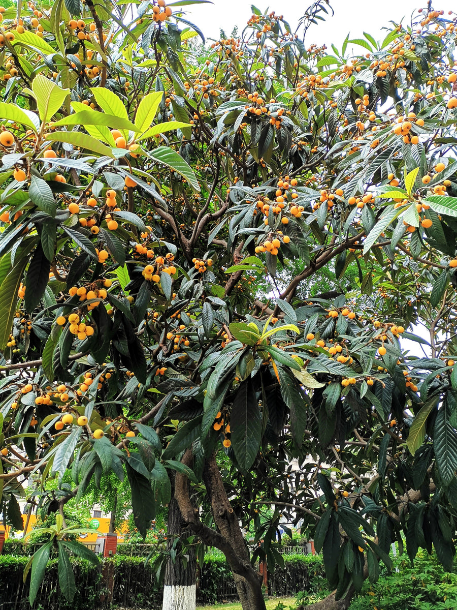 Loquat Tree Seeds | Eriobotrya Japonica Chinese Pipa Japanese Biwa ...