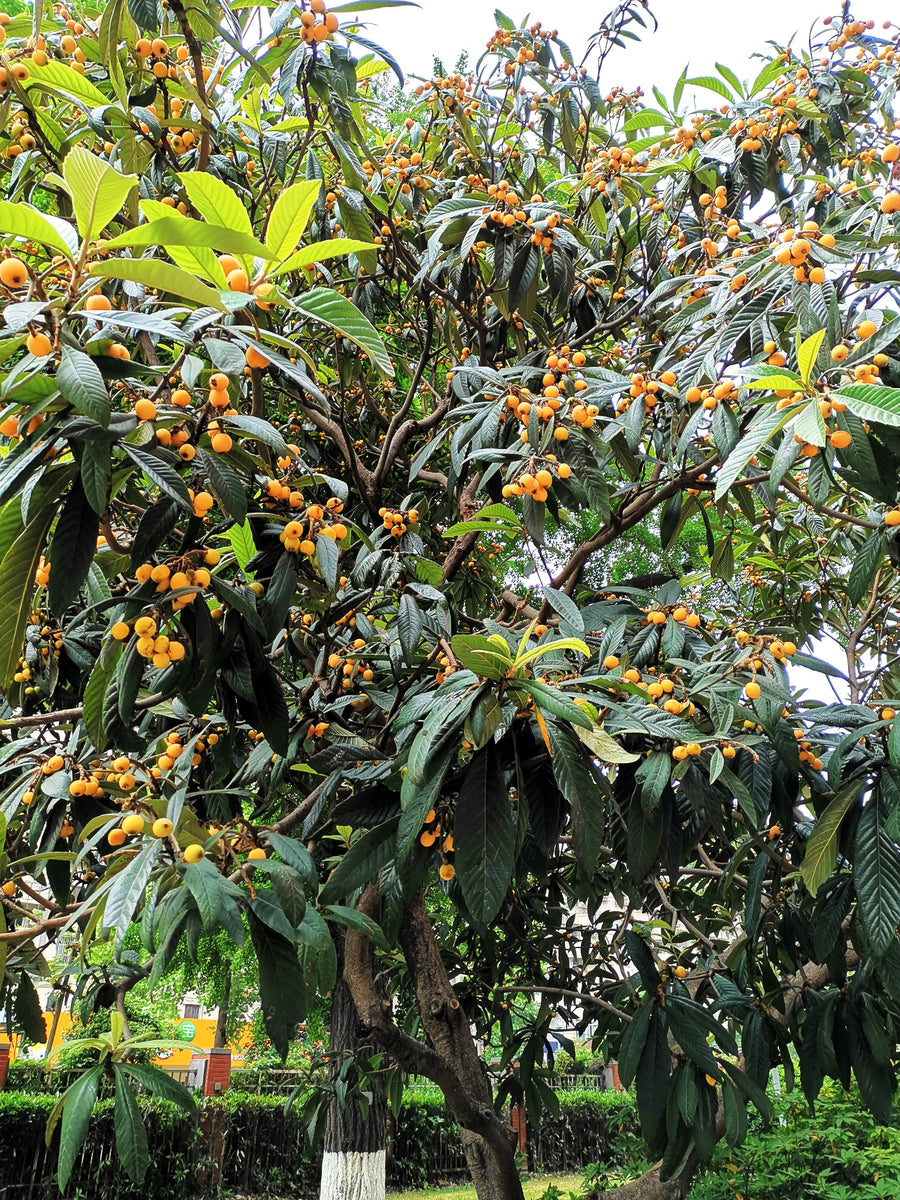 Loquat Tree Seeds - For 2025 Planting Eriobotrya Japonica Chinese Pipa ...