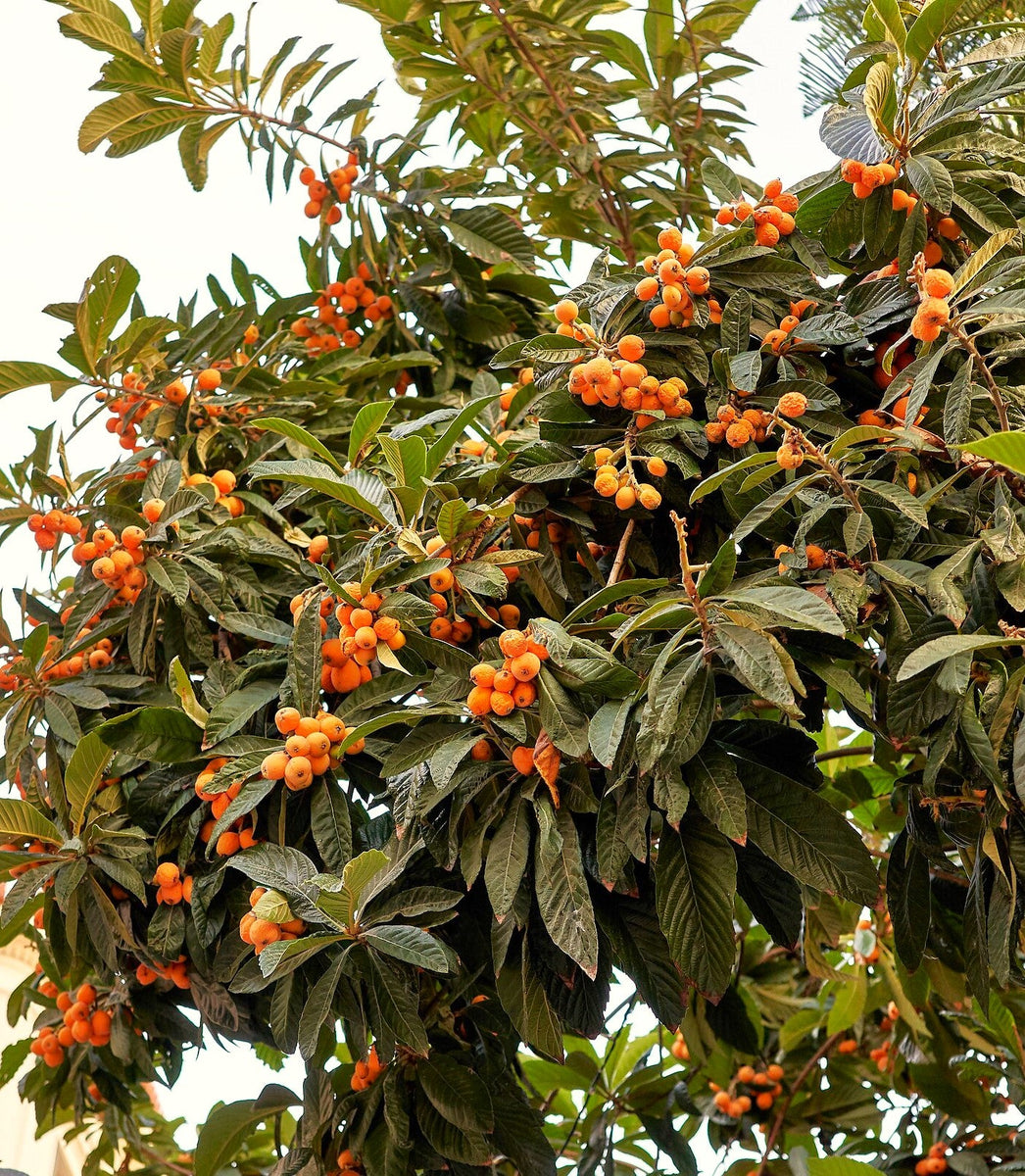 Loquat Tree Seeds - For 2025 Planting Eriobotrya Japonica Chinese Pipa ...