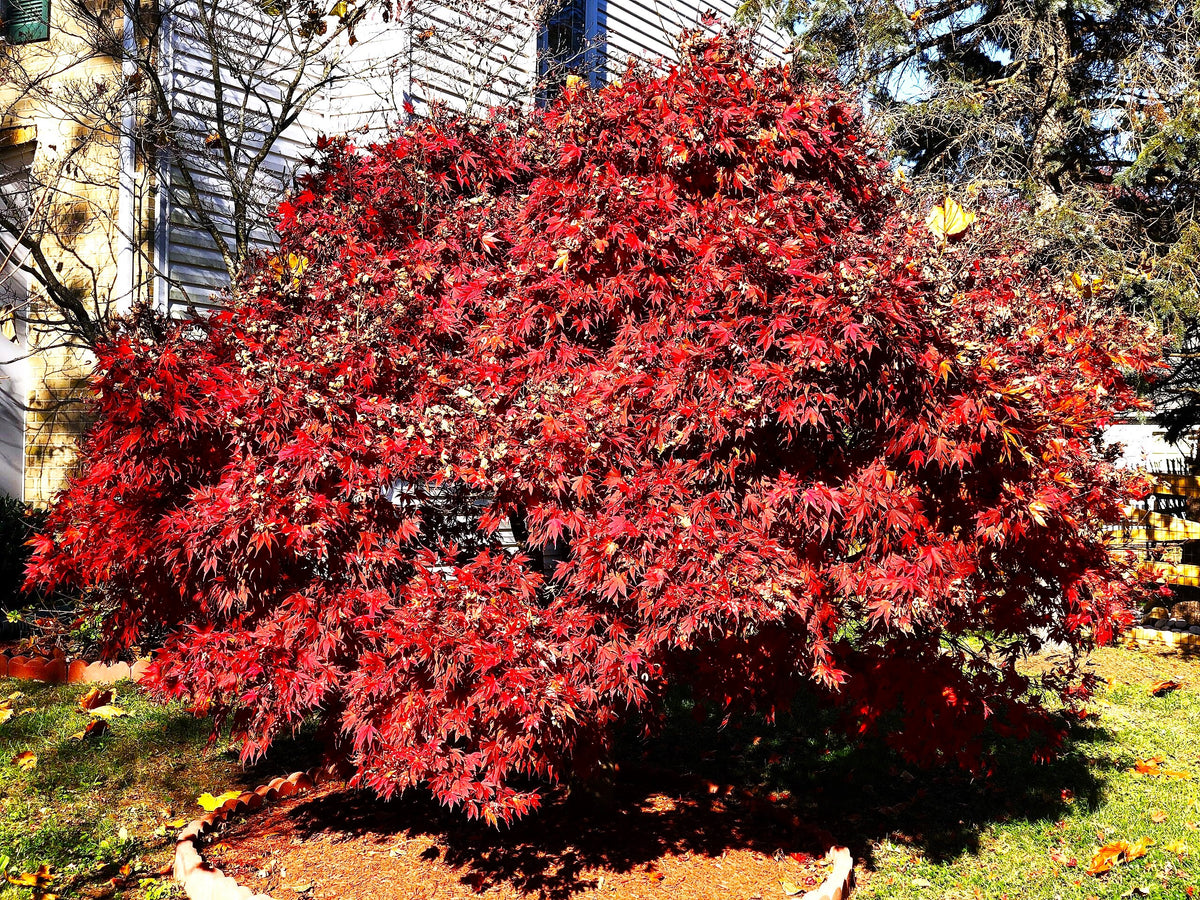 Red Japanese Maple Tree (Bloodleaf) Seeds - For 2026 Planting ...