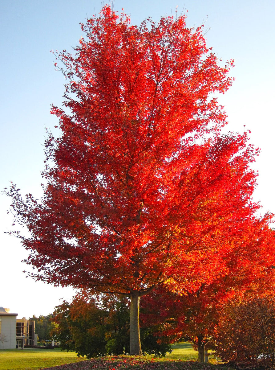 Red Maple Tree Seeds - For 2025 Planting Acer Rubrum Illinois Scarlet ...
