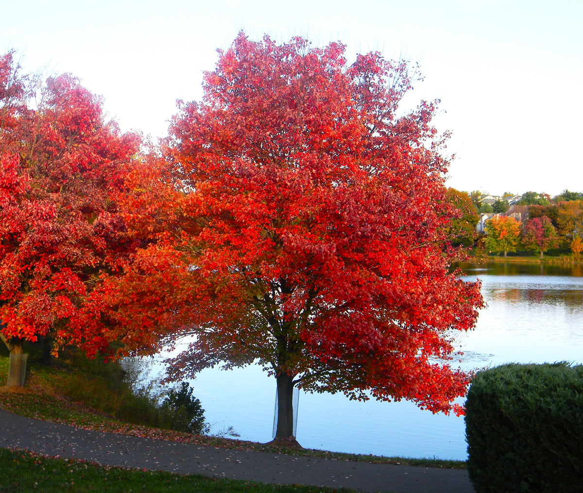 Red Maple Tree Seeds - For 2025 Planting Acer Rubrum Illinois Scarlet ...